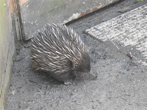 Short Beaked Echidna Zoochat