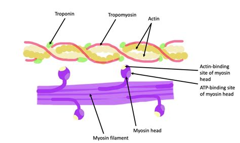 Myosin Head