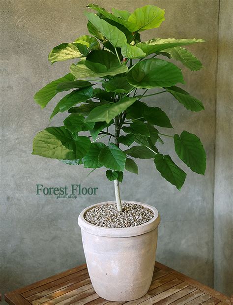 [단품] 휘카스 움베르타 대 고무나무 공기정화식물 빈티지토분 거실화분