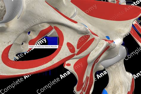 Origin Of Adductor Brevis Muscle Complete Anatomy