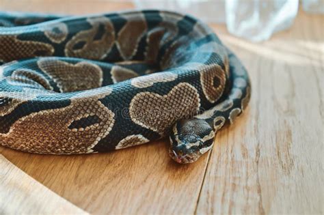 Ball Python Resting On Wooden Floor With Natural Light Stock Image Image Of