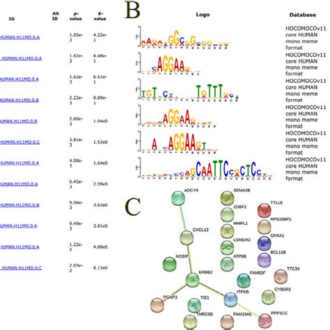 Estimation Of Genetic Influences On Dna Methylation A Transcription