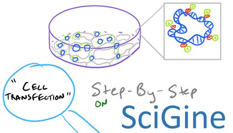 Calcium Phosphate Transient Transfection Protocol And Guide