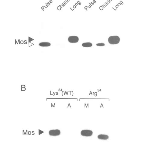 Mpf And Csf Are Key Activities In Vertebrate Oocytes The Upper Panel