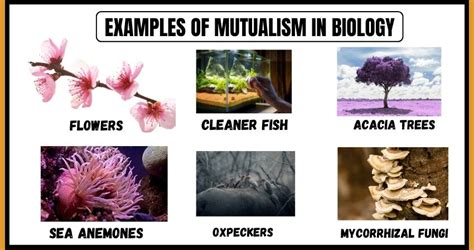 10 Examples Of Mutualism In Biology Vivid Examples