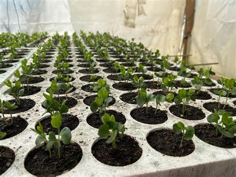 Programa De Arborización De Conaf Superó La Meta De Entrega Y Donó Más