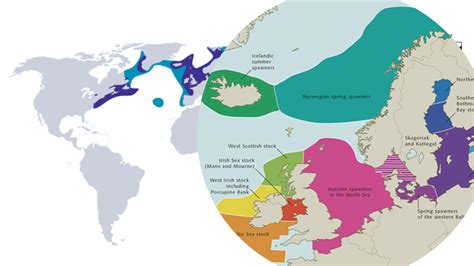 Local Adaptation In Atlantic Herring Populations