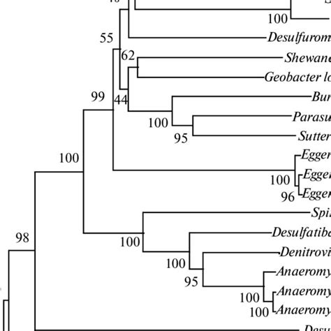 Dendrogram Showing Relationships Between The Proteins Exhibiting
