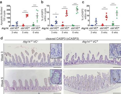 Atg14 Protects The Intestinal Epithelium From Tnf Triggered Villus Atrophy Pmc