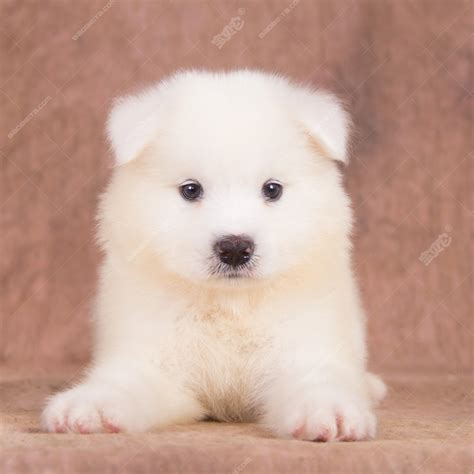 纯种萨摩耶犬幼犬狗狗出售 宠物萨摩耶犬可支付宝交易 萨摩耶犬 编号10109204 宝贝它