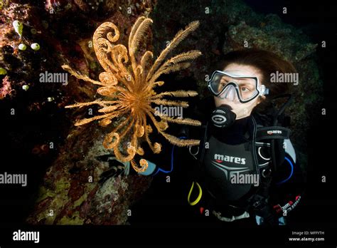 Scuba Diver And Crinoid Or Feather Star Maldives Indian Ocean Stock