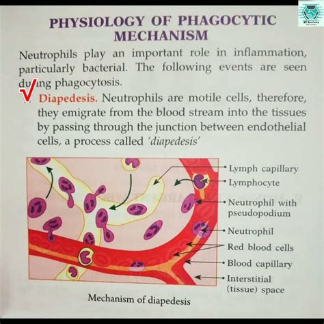 Phagocytosis Diapedesis Chemotaxis Opsonisation For Full Details