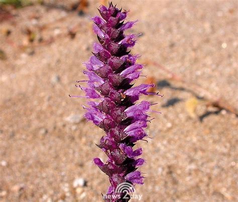 한국의 식물 ‘꽃향유향기와 꿀로 곤충들에게 매력적