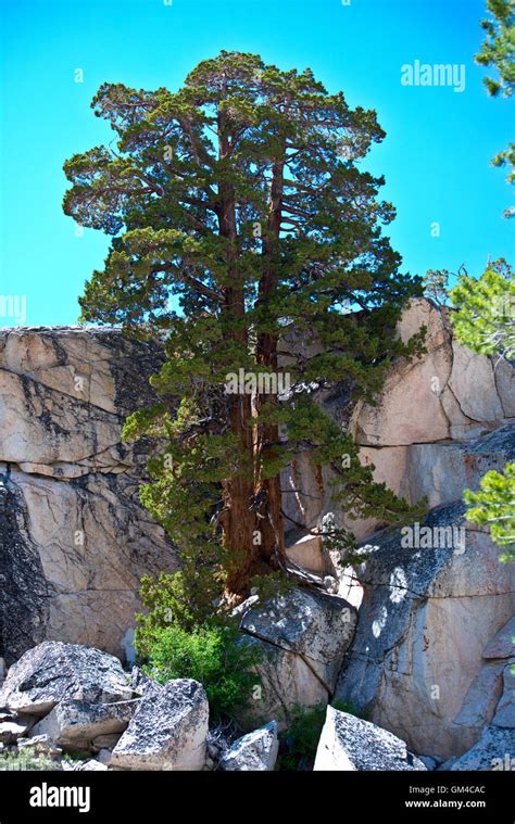 Tree Growing Out Rock Hi Res Stock Photography And Images Alamy