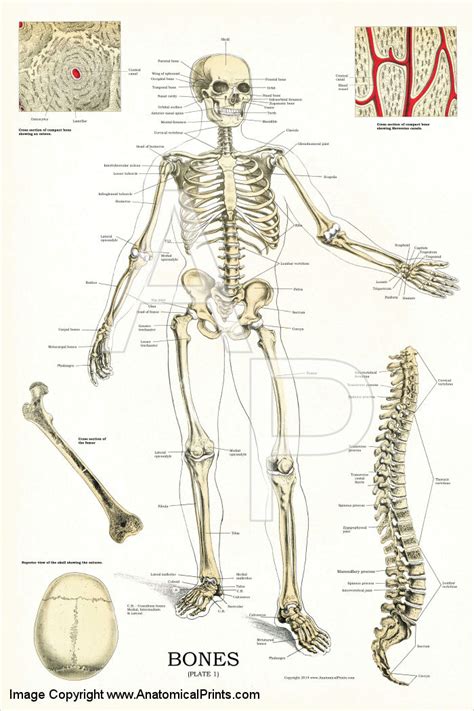 Anatomy And Physiology Printable Study Guides