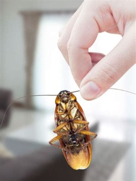 Palmetto Bug Or Cockroach Differences And How To Kill Them Planet Natural