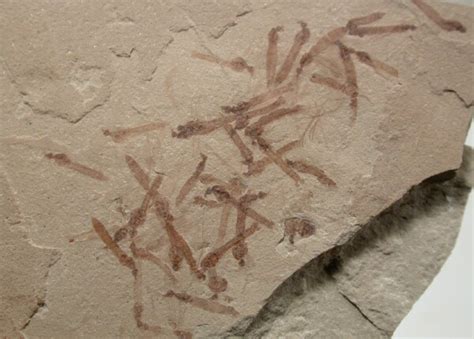 Insect And Bird Feather Fossils