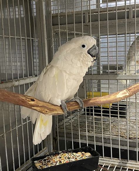 Female Umbrella Cockatoo