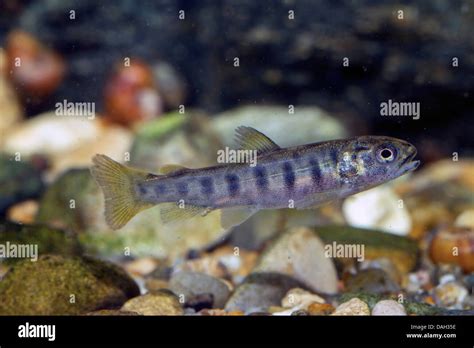 Brown Trout River Trout Brook Trout Salmo Trutta Fario Juvenile