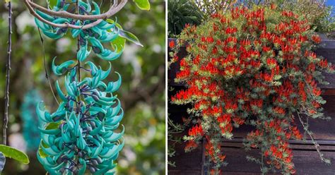 12 Surprising Health Benefits Of Juniper You Didn T Know About