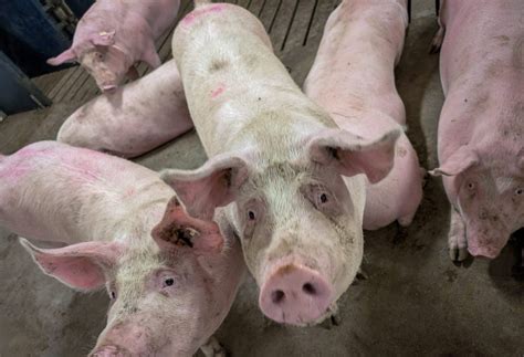 Pork Organizations In Talks Over How To Shield Canadian Farmers From