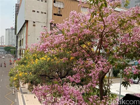 Berita Dan Informasi Tabebuya Mirip Sakura Terkini Dan Terbaru Hari Ini Detikcom