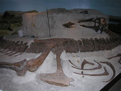 Tyrannosaurus Rex Fossil In Ground