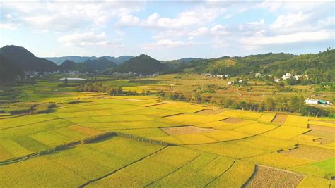 【大国小鲜基层之治】六盘水盘州：秋日好“丰”景 43万亩水稻迎来又一丰收年