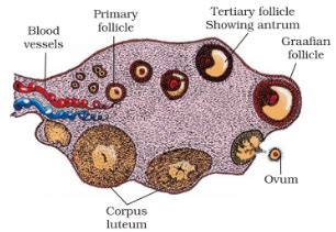 SOLVED Draw A Labelled Diagram Of A Section Through Ovary Dia Self