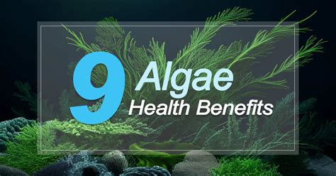 9 Algae And Seaweeds You Should Consume For Optimal Nutrition