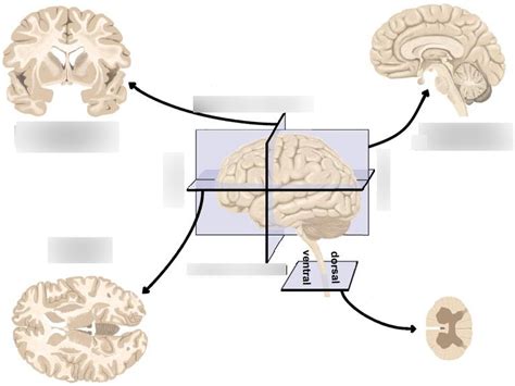 2 Planes And Directions Of Brain Diagram Quizlet