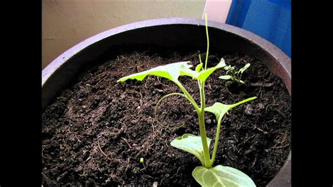 Calebasse Début Juillet Youtube