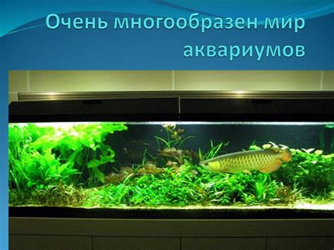 Презентация Аквариум 6 класс по биологии скачать проект
