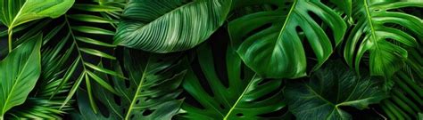Premium Photo Assorted Tropical Leaves Neat Arrangement