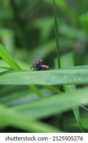 Pair Ants Having Sex On Green Stock Photo Shutterstock