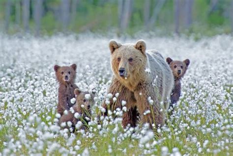 Mama Bears And Their Cubs Neatorama