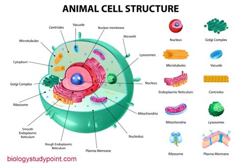 What Is A Cell Definition Types Structure Functions And More