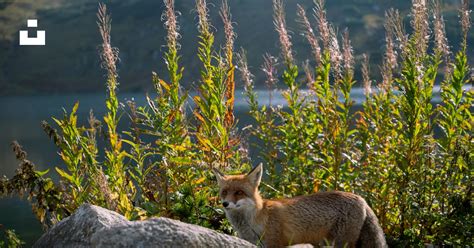 Un Renard Debout Au Sommet Dun Tas De Roches Photo Image Gratuite De