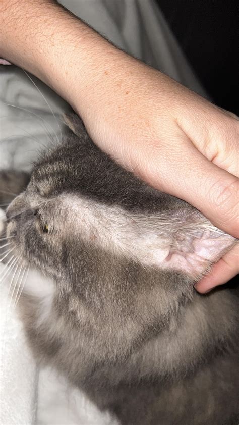 My Moms Cat Is Balding Rcats