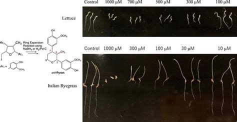 Syntheses Of Tetrahydropyran Type 8 7′ Neolignans Using A Ring Expansion Reaction And