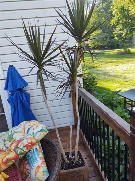 Anyone Know A Frame Thats Like A Jojo Character Or A Frame That I Can Make Look Like A Jojo