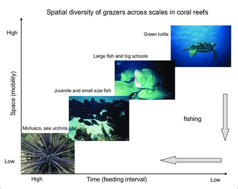 The Multiple Scale Nature Of Response Diversity In The Functional Group Download Scientific
