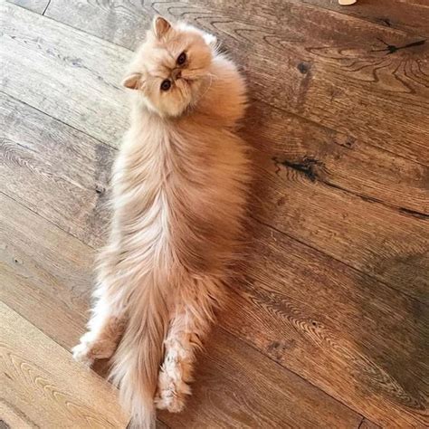 What Is Splooting Does Your Cat Sploot Cattime