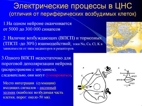 Физиология человека Интегративные свойства ЦНС Рефлексы презентация