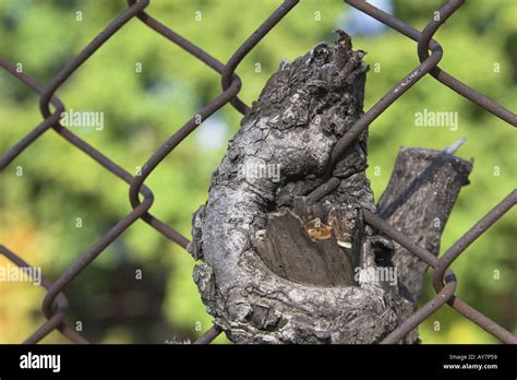 Section Of Tree Grows Around Old Fence Stock Photo Alamy