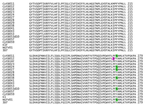 Multiple Sequences Alignment Of Cytochrome B Gene Residues 137 To 279 Download Scientific