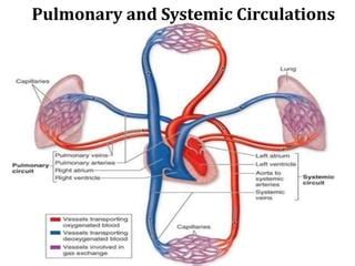 Pulmonary And Systemic Circulation PPSX