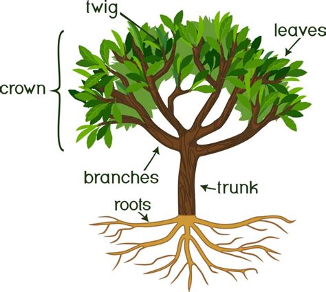Anatomy Of A Tree Johnson Ops Tree Care