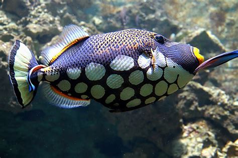 モンガラカワハギ ムラサメモンガラ 海水魚の種類と釣り方