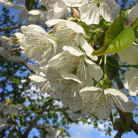 Prunus Avium Tree Buy Prunus Avium Plena Wild Cherrydouble Gean